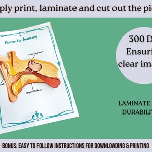 Ear Anatomy Printable Worksheet Anatomy of the Ear Teaching Resource ...
