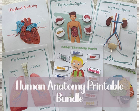 Human Anatomy Printable Bundle Parts of the Body Worksheets Printable ...