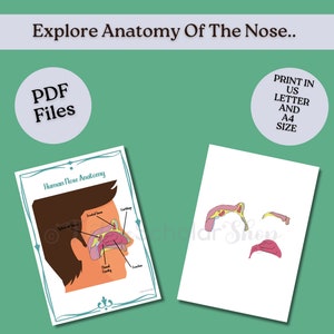 Biology Five Senses Anatomy Bundle Printable Human Body Worksheets for ...