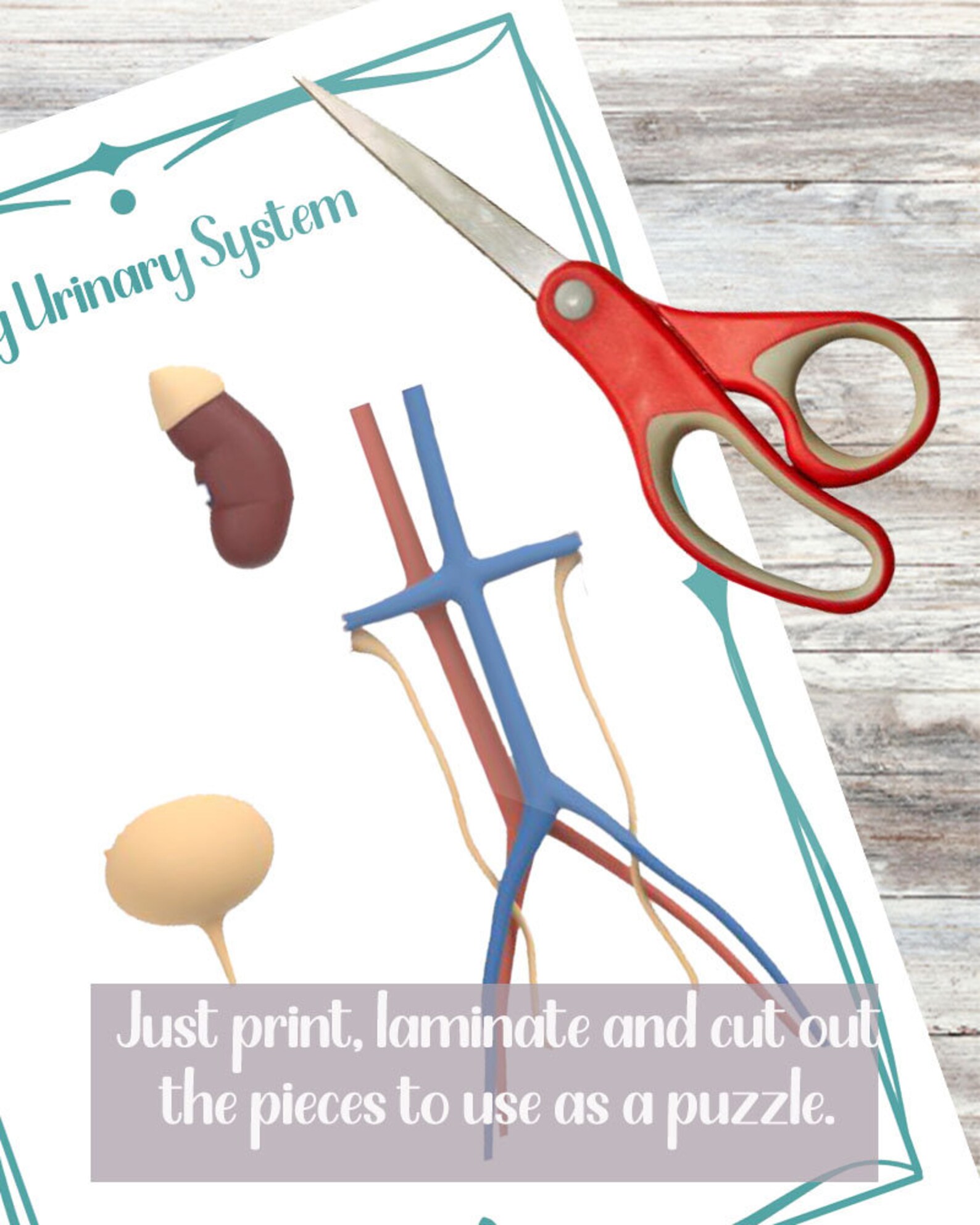 Urinary System Labelling Activity Printable Urinary System Teaching ...