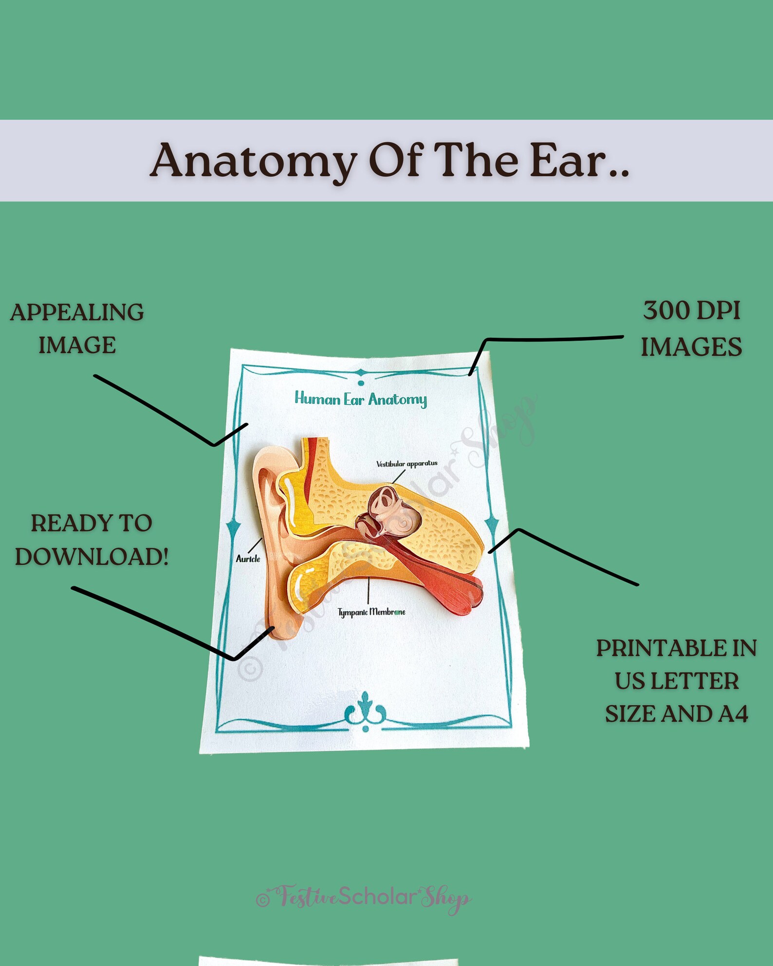Biology Five Senses Anatomy Bundle Printable Human Anatomy Worksheets ...