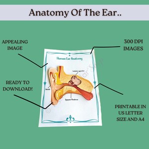 Biology Five Senses Anatomy Bundle Printable Human Body Worksheets for ...