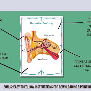 Ear Anatomy Printable Worksheet Anatomy of the Ear Teaching Resource ...
