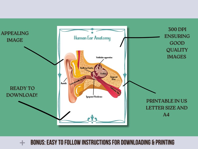 Ear Anatomy Printable Worksheet Anatomy of the Ear Teaching Resource Parts of the Ear Diagram ...