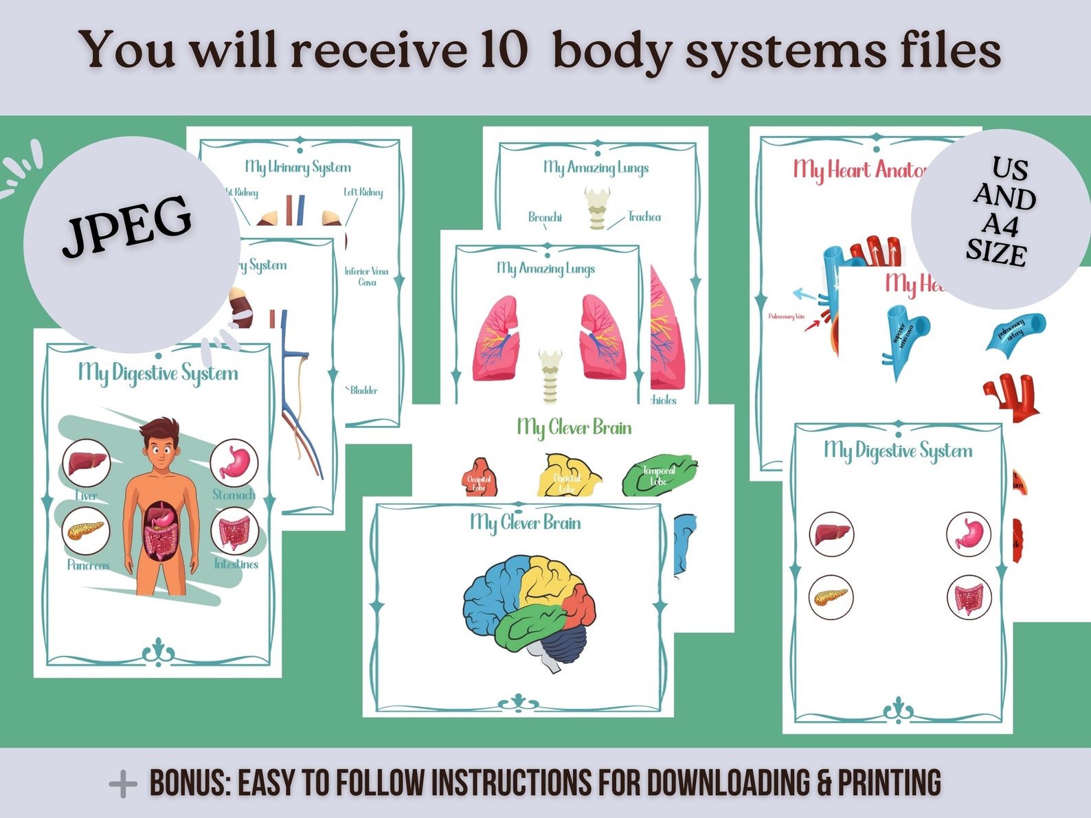 Biology My Body Anatomy Bundle Printable Human Anatomy Worksheets for ...