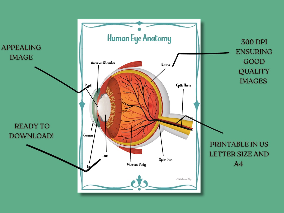 Human Eye Anatomy Printable Worksheet Sense of Sight Activity Biology ...