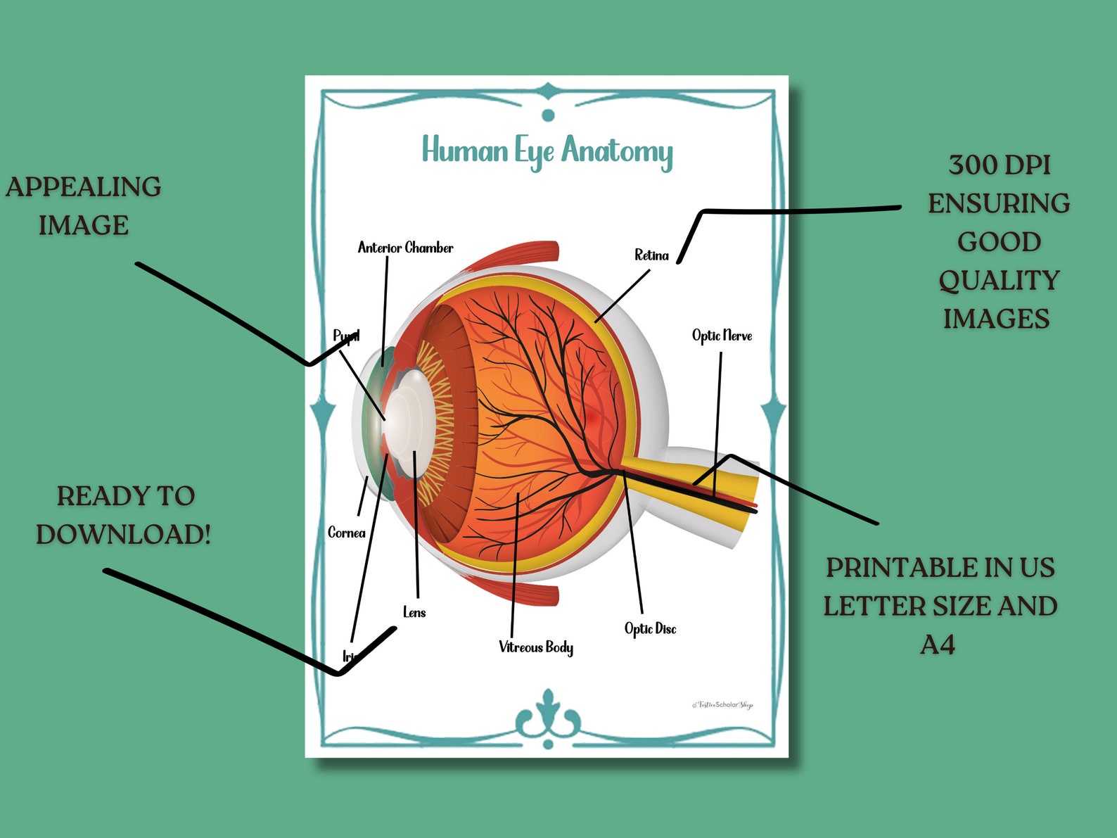 Human Eye Anatomy Printable Worksheet Sense of Sight Activity Biology ...