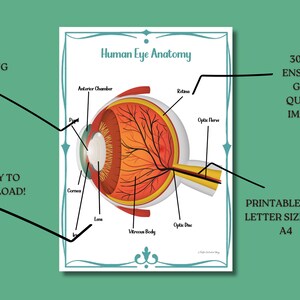 Human Eye Anatomy Printable Worksheet Sense of Sight Activity Biology ...