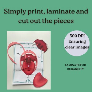 Human Mouth Anatomy Activity High School Biology Resource Secondary ...