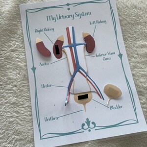 Urinary System Labelling Activity Printable Urinary System Teaching ...