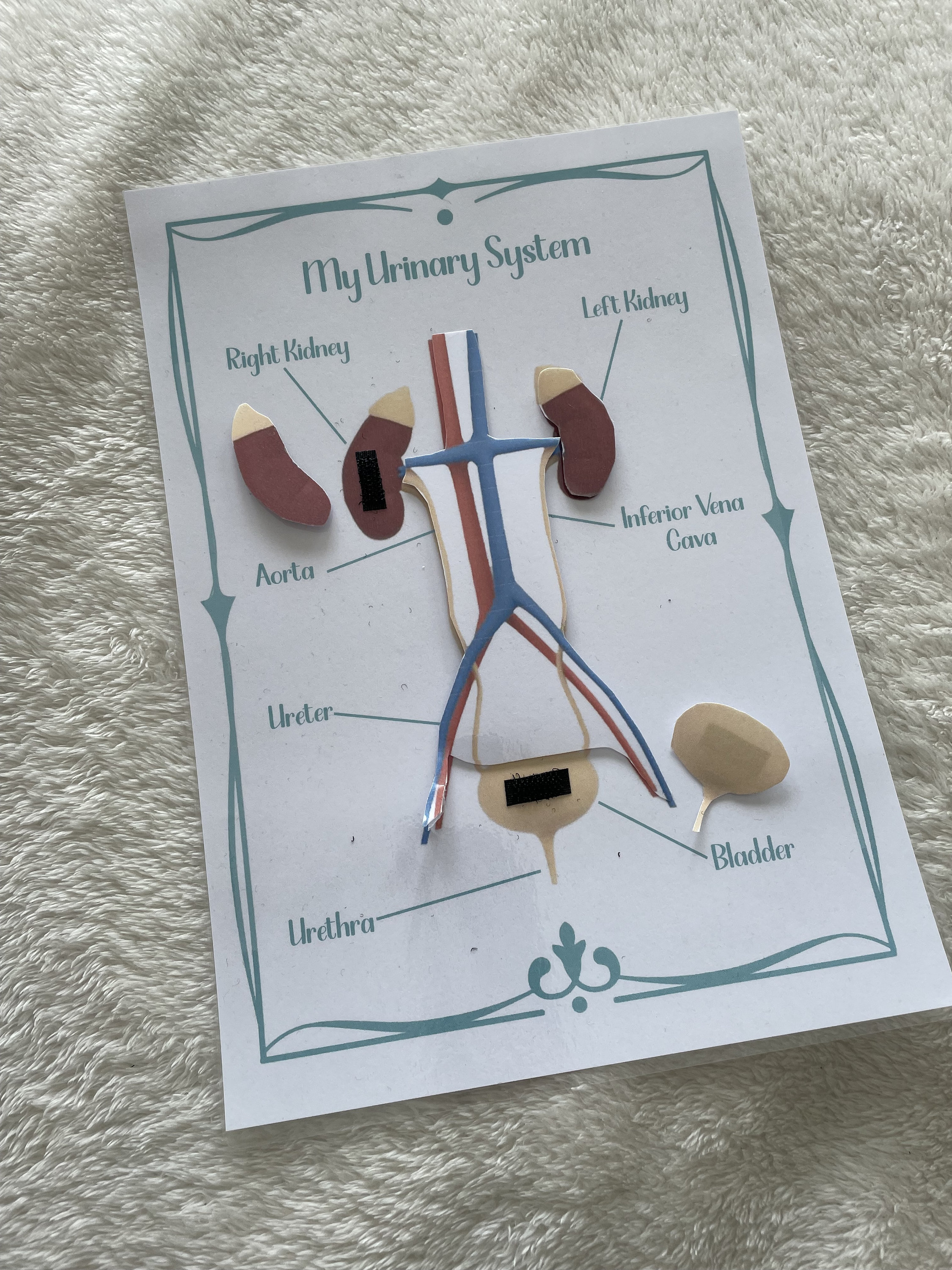 Urinary System Labelling Activity Printable Urinary System Teaching ...