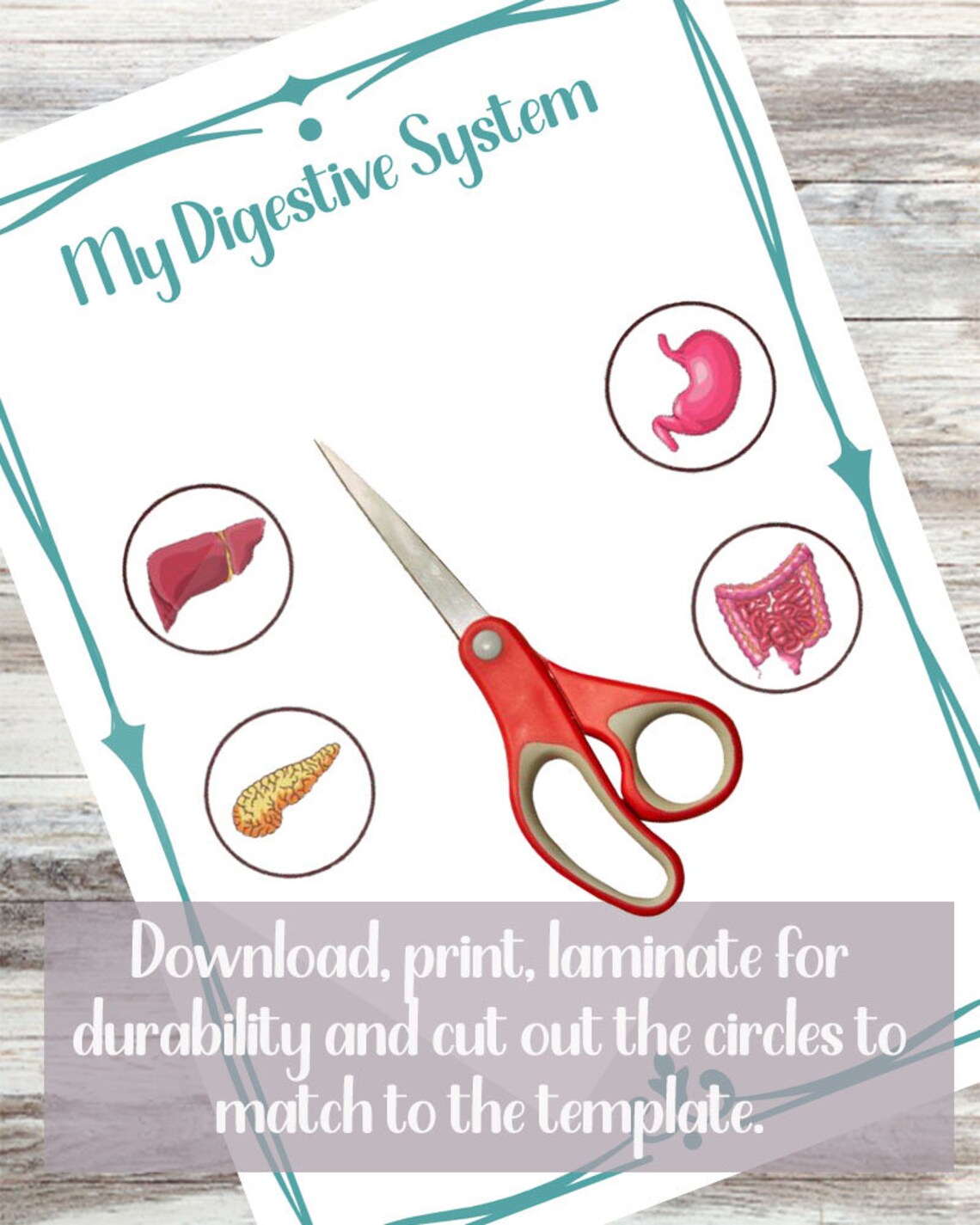 Digestive System Activity Printable Digestive System Resources ...