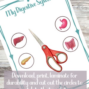 Digestive System Activity Printable Digestive System Resources ...
