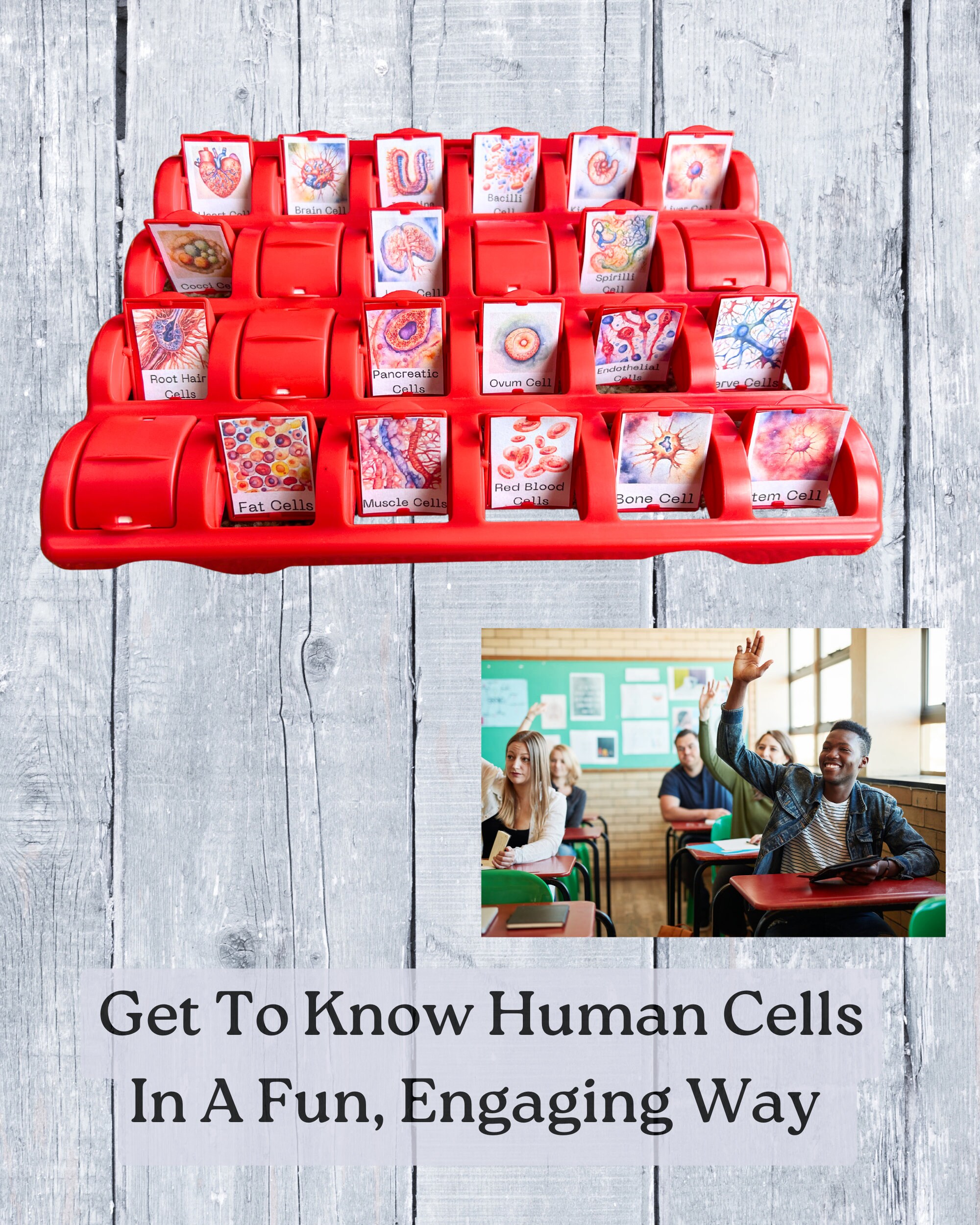 Biology Human Cell Flashcards for Guessing Game Printable Science ...