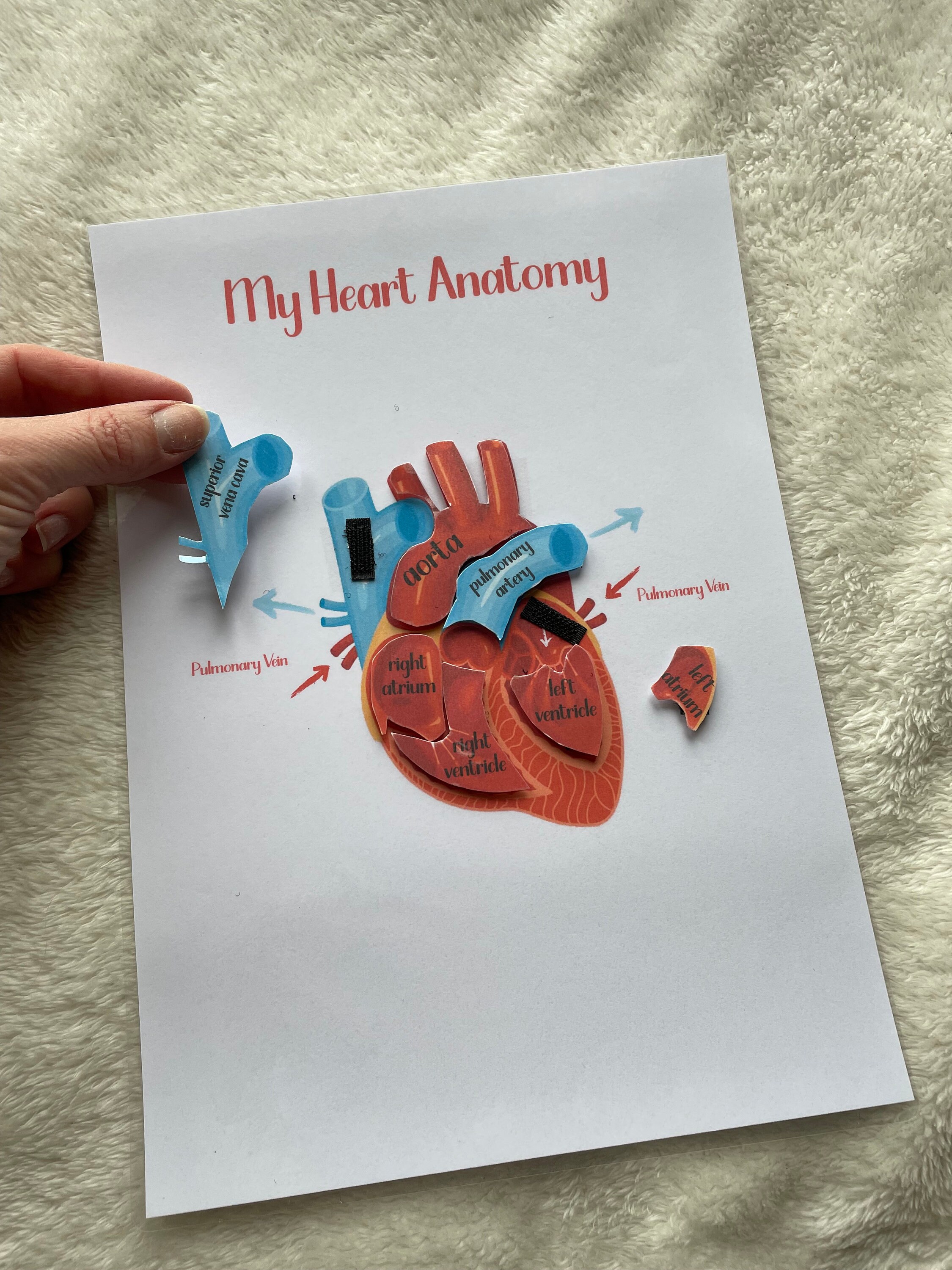 Heart Anatomy Labelling Activity Printable Parts of the Heart Resources ...
