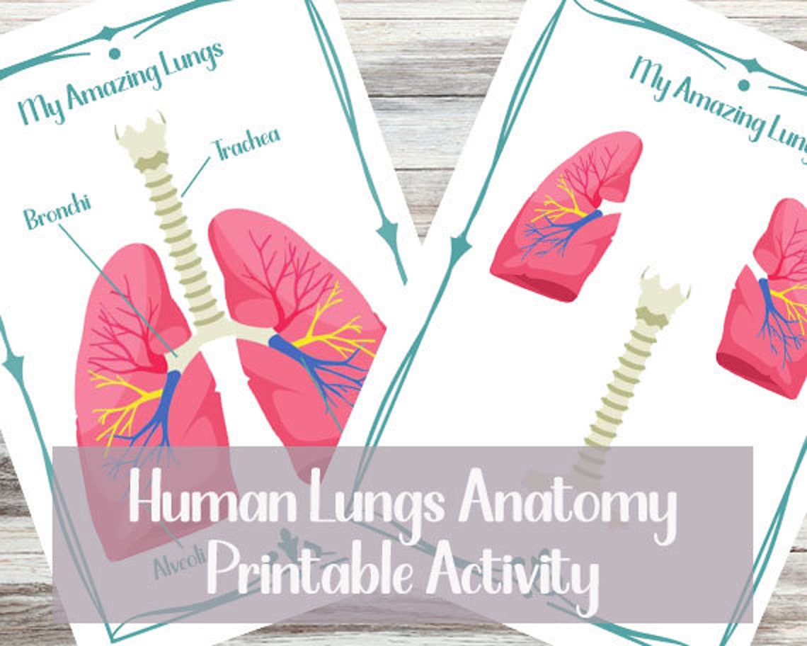 Lungs Anatomy Activity Printable Parts of the Lungs Resources Body ...