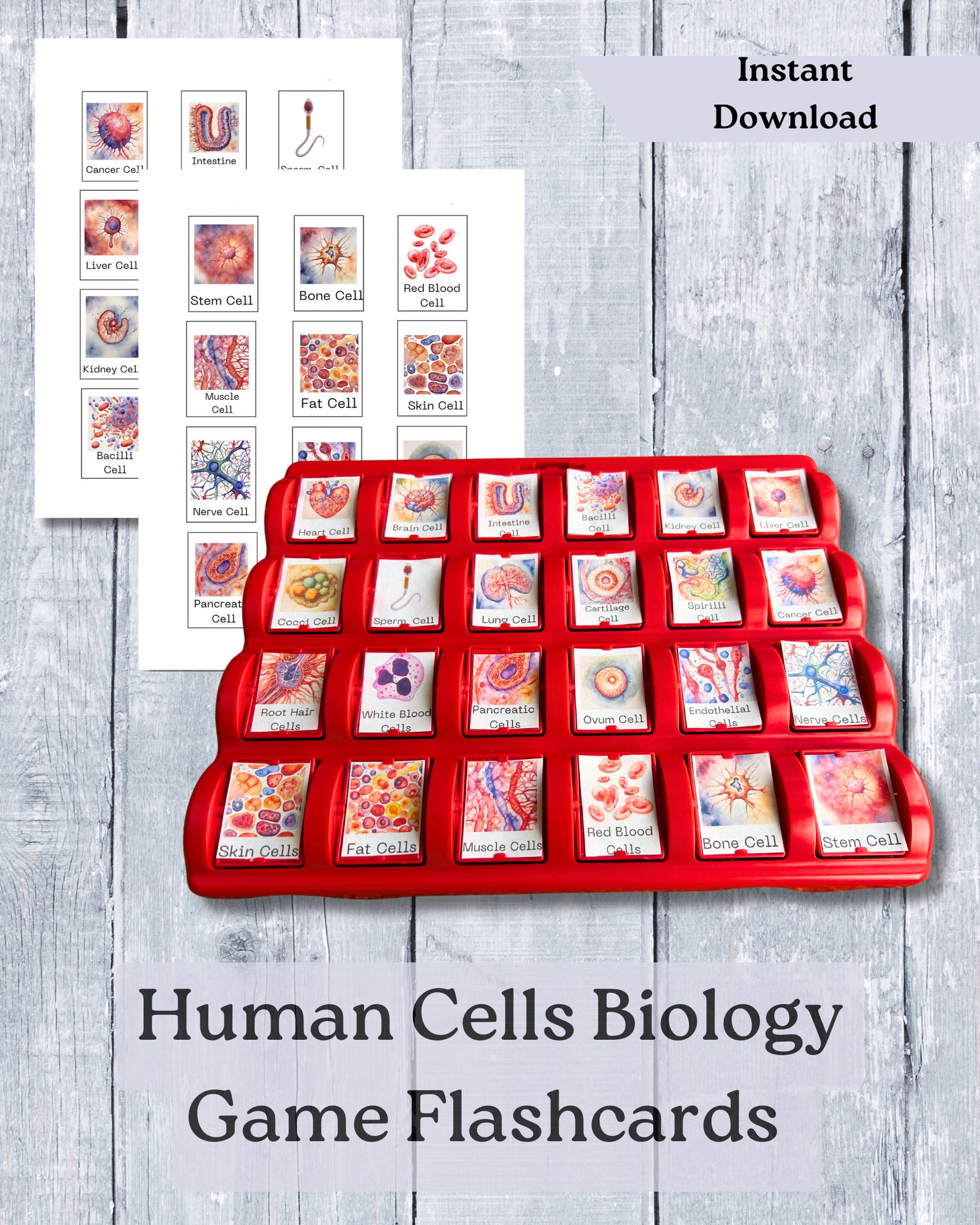 Biology Human Cell Flashcards for Guessing Game Printable Science ...