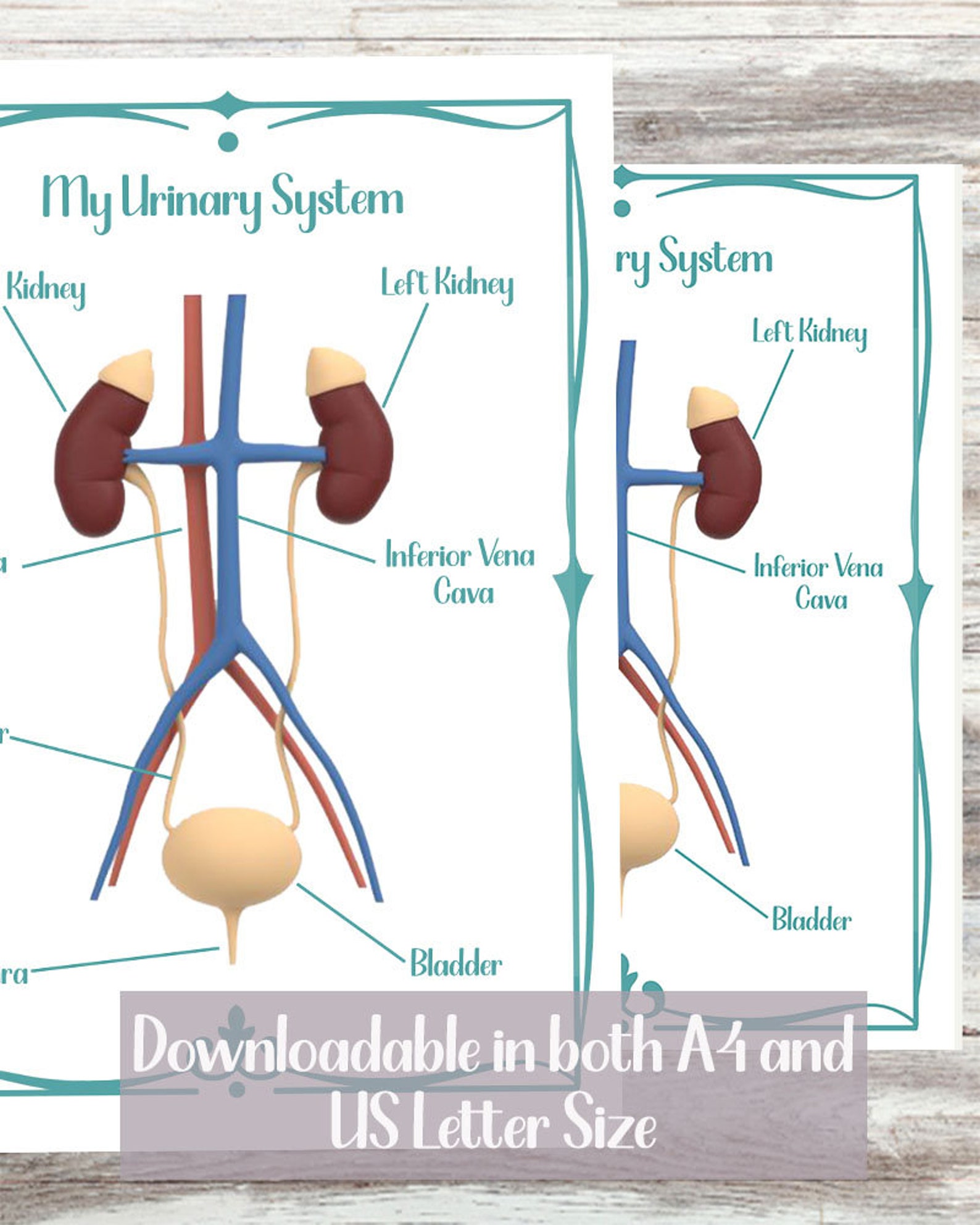 Urinary System Labelling Activity Printable Urinary System Teaching ...