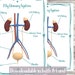 Urinary System Labelling Activity Printable Urinary System Teaching ...