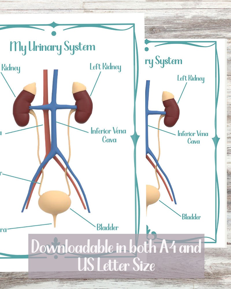 Urinary System Labelling Activity Printable Urinary System Teaching ...
