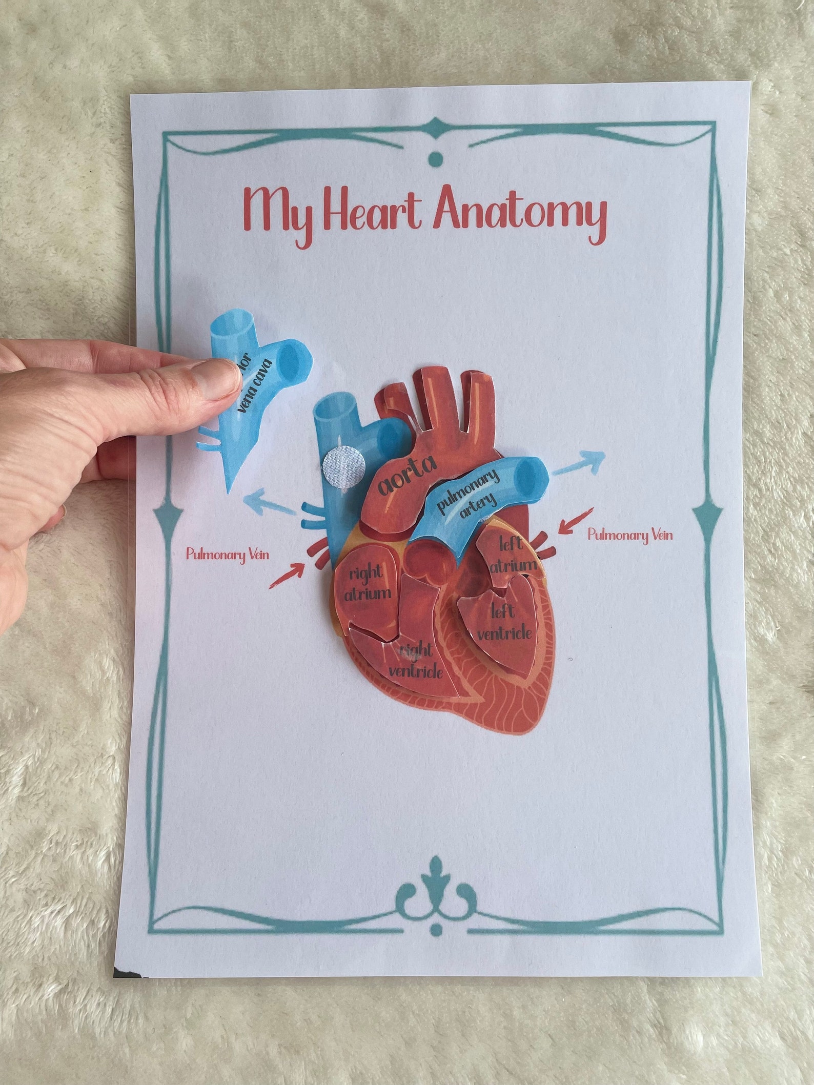 Human Anatomy Printable Bundle Parts of the Body Worksheets Printable ...