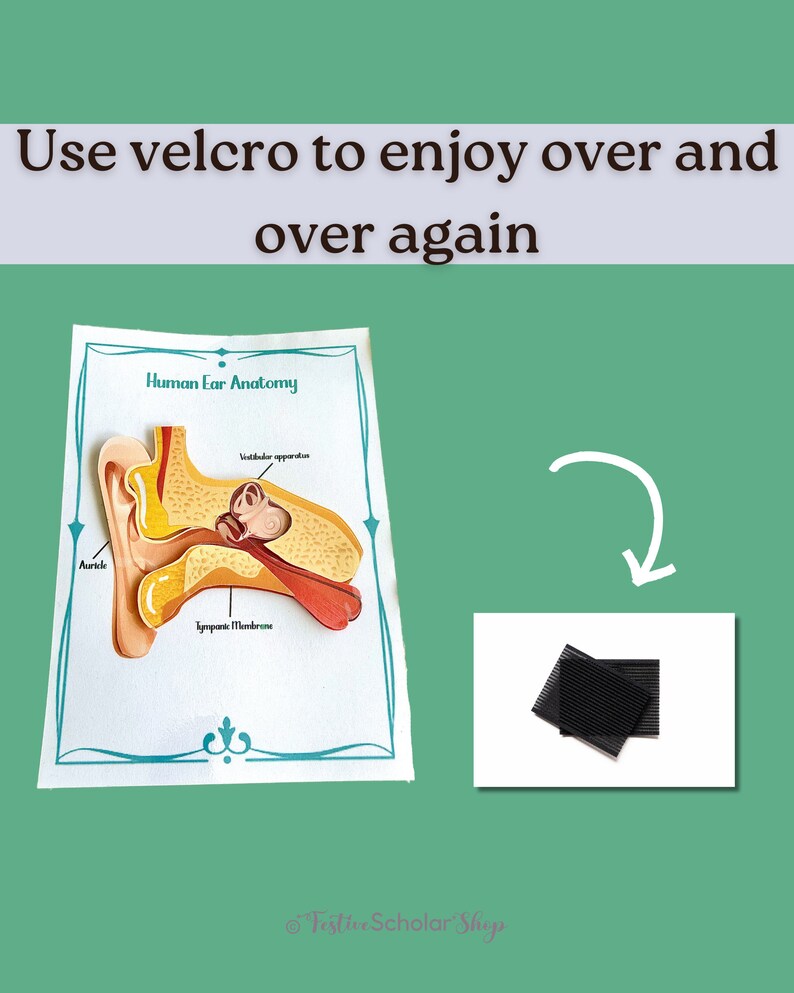 Biology Five Senses Anatomy Bundle Printable Human Anatomy Worksheets ...