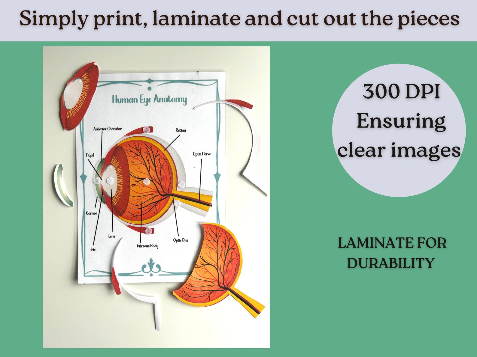 Human Eye Anatomy Printable Worksheet Sense of Sight Activity Biology ...