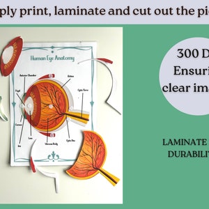 Human Eye Anatomy Printable Worksheet Sense of Sight Activity Biology ...