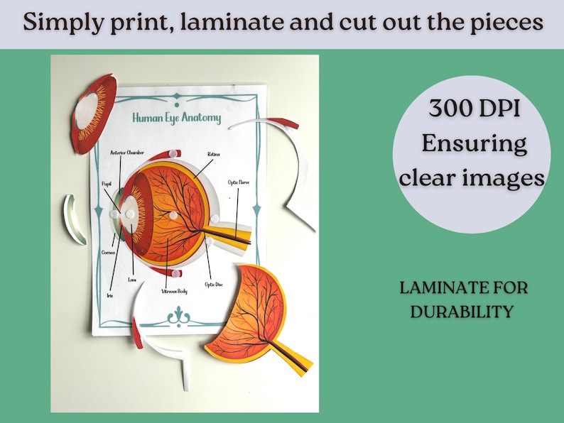 Human Eye Anatomy Printable Worksheet Sense of Sight Activity Biology ...