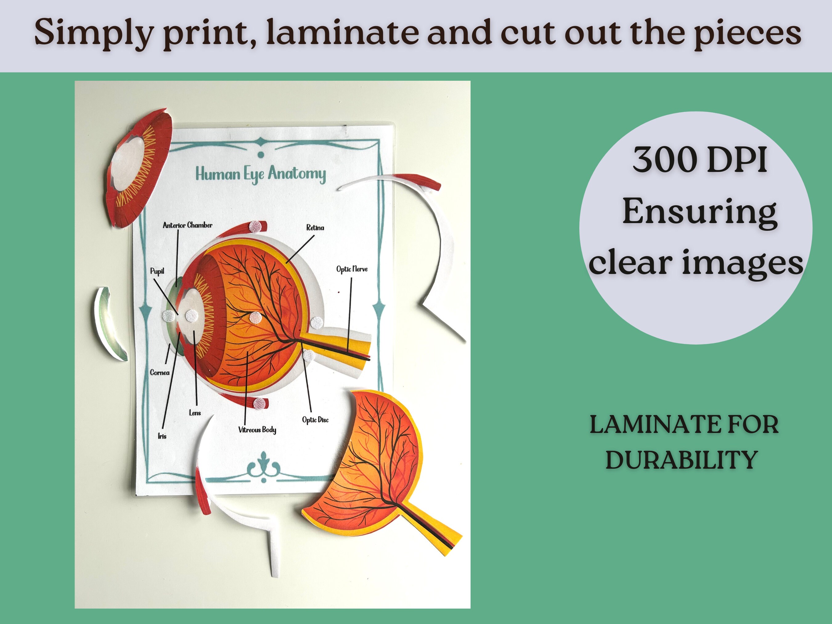 Human Eye Anatomy Printable Worksheet Sense of Sight Activity Biology ...
