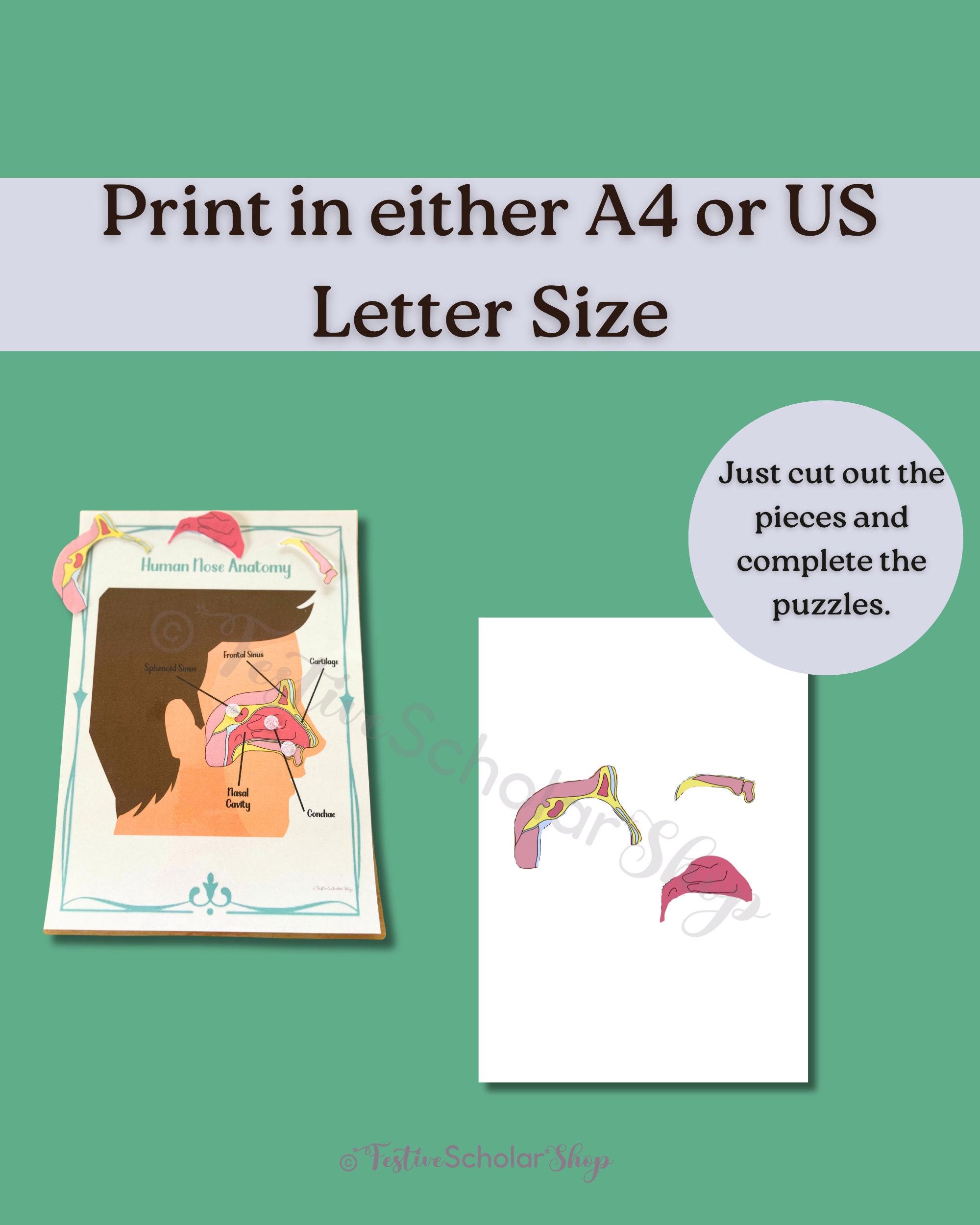 Biology Five Senses Anatomy Bundle Printable Human Anatomy Worksheets ...