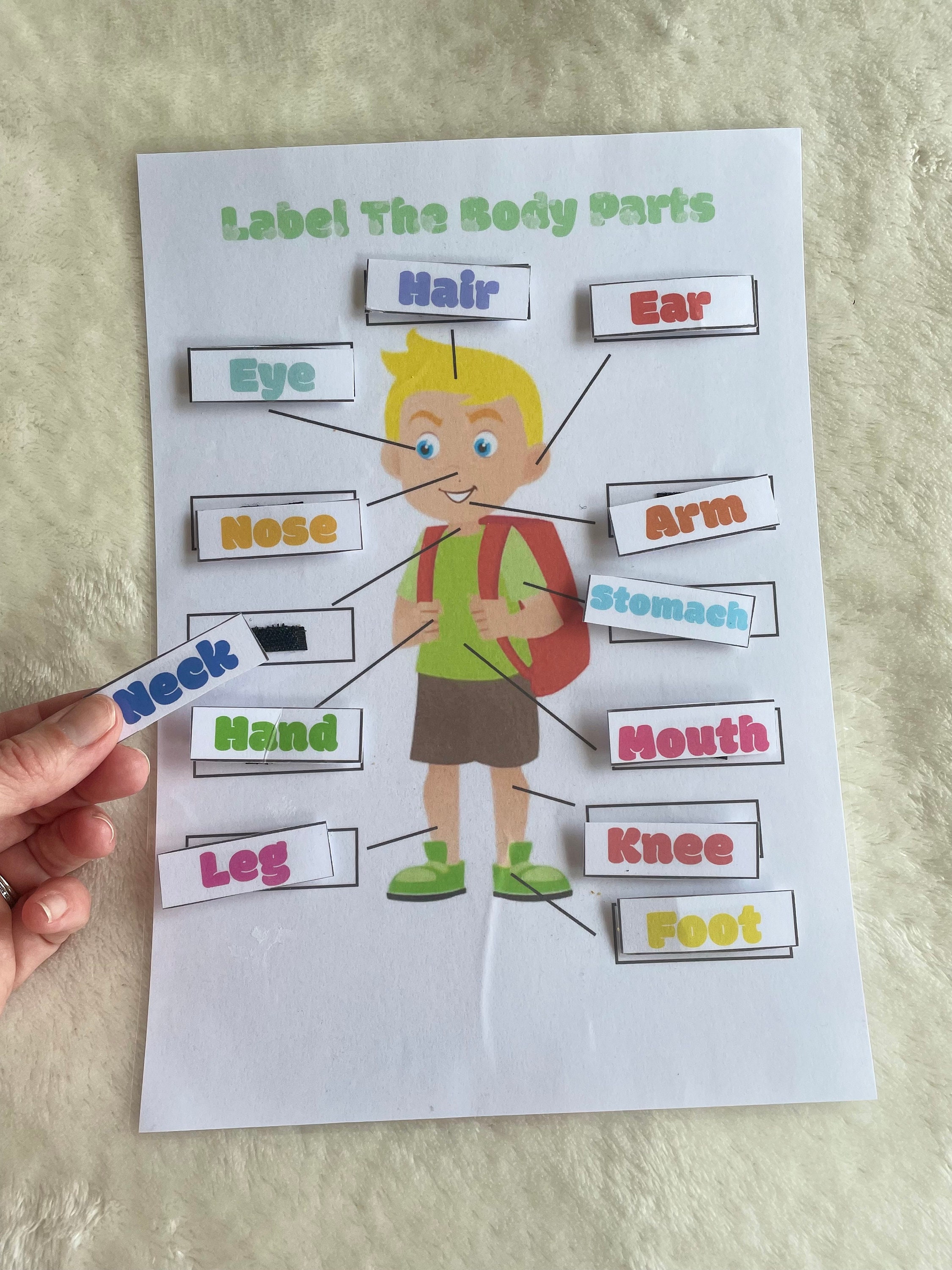 Human Anatomy Printable Bundle Parts of the Body Worksheets Printable ...