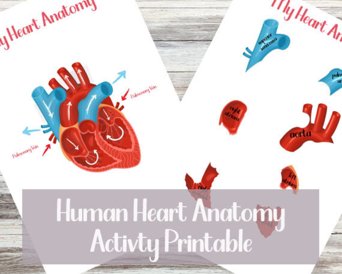 Heart Anatomy Labelling Activity Printable Parts of the Heart Resources ...