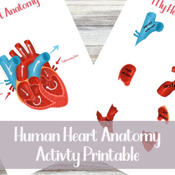 Parts of the Heart Printable - Etsy
