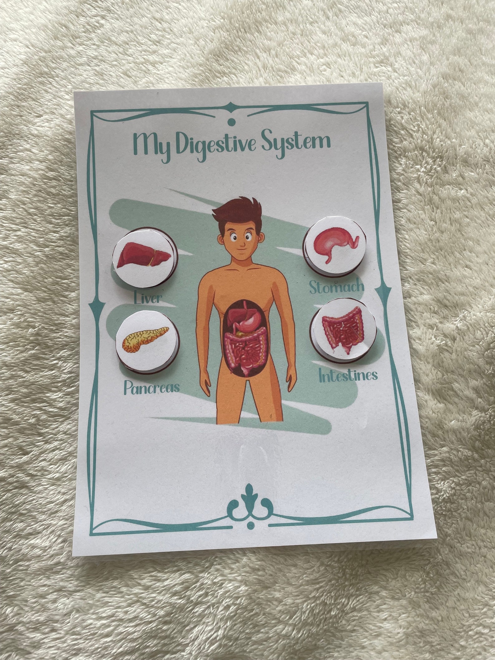 Digestive System Activity Printable Digestive System Resources ...
