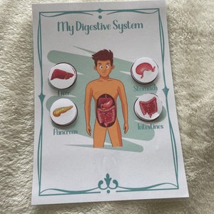 Digestive System Activity Printable Digestive System Resources ...