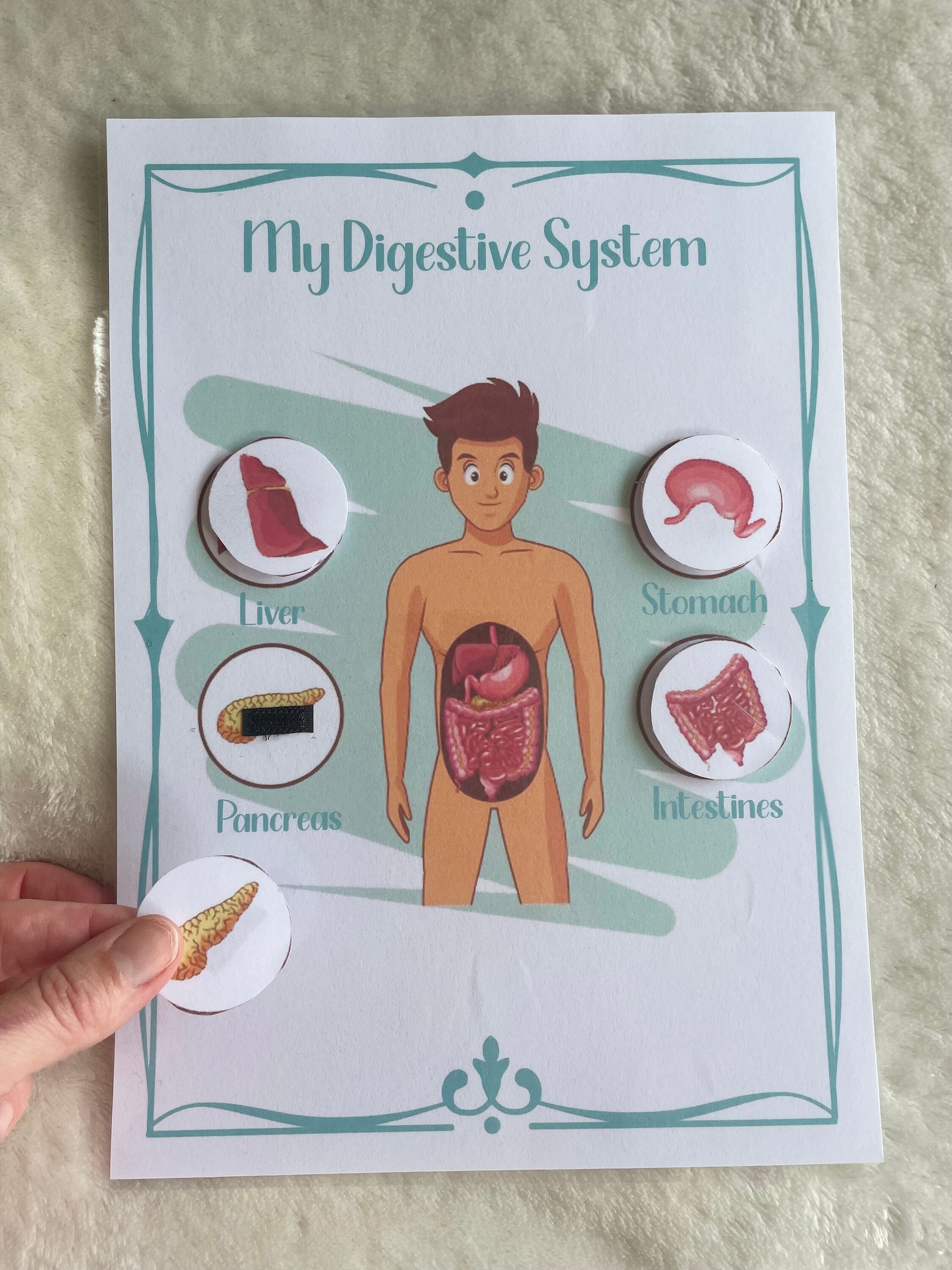 Human Anatomy Printable Bundle Parts of the Body Worksheets Printable ...