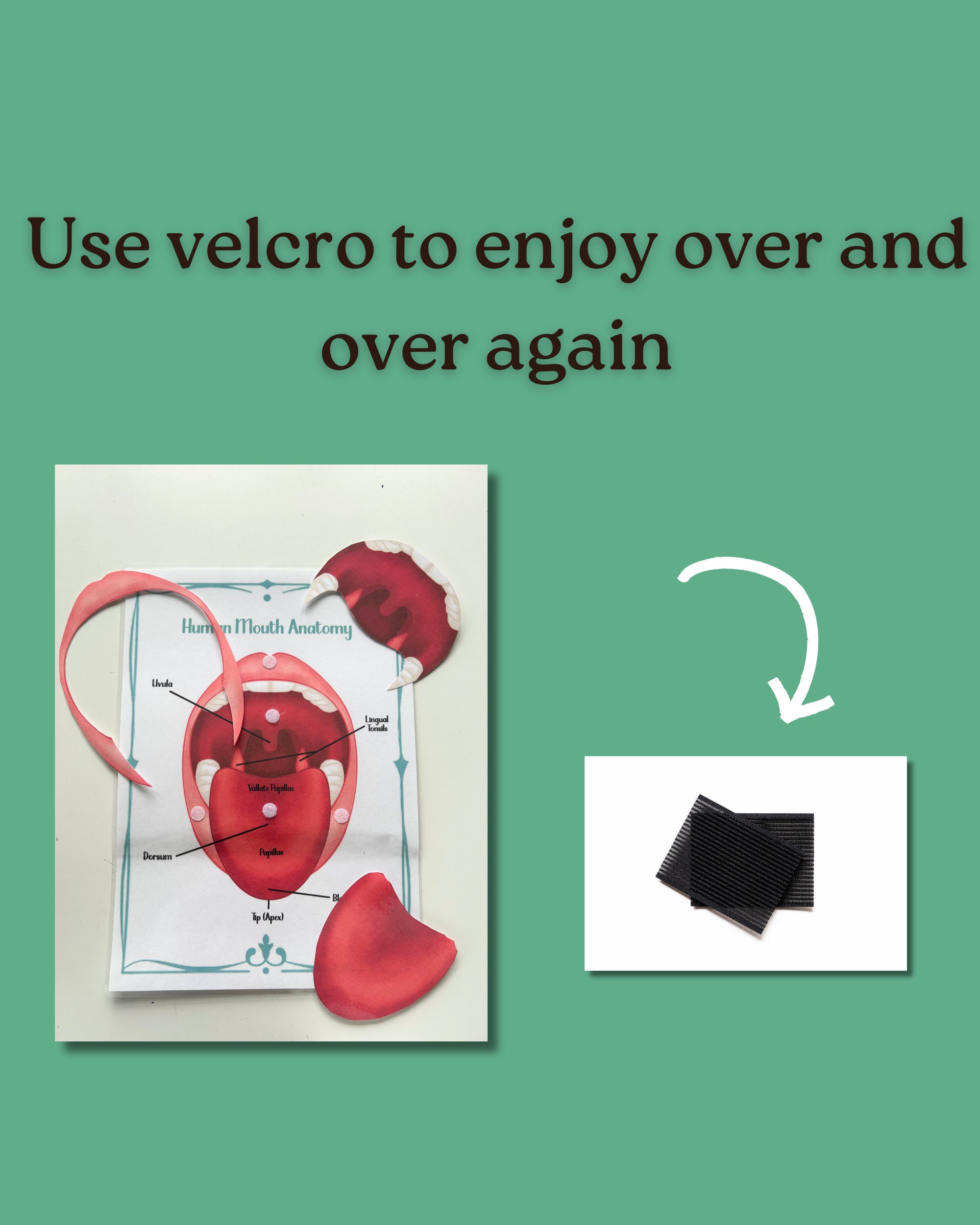Human Mouth Anatomy Activity High School Biology Resource Secondary ...