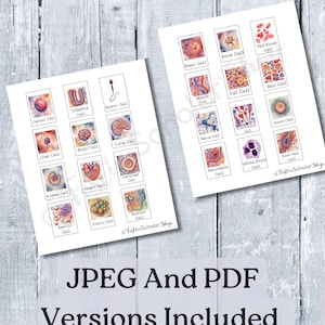 Biology Human Cell Flashcards for Guessing Game Printable Science ...