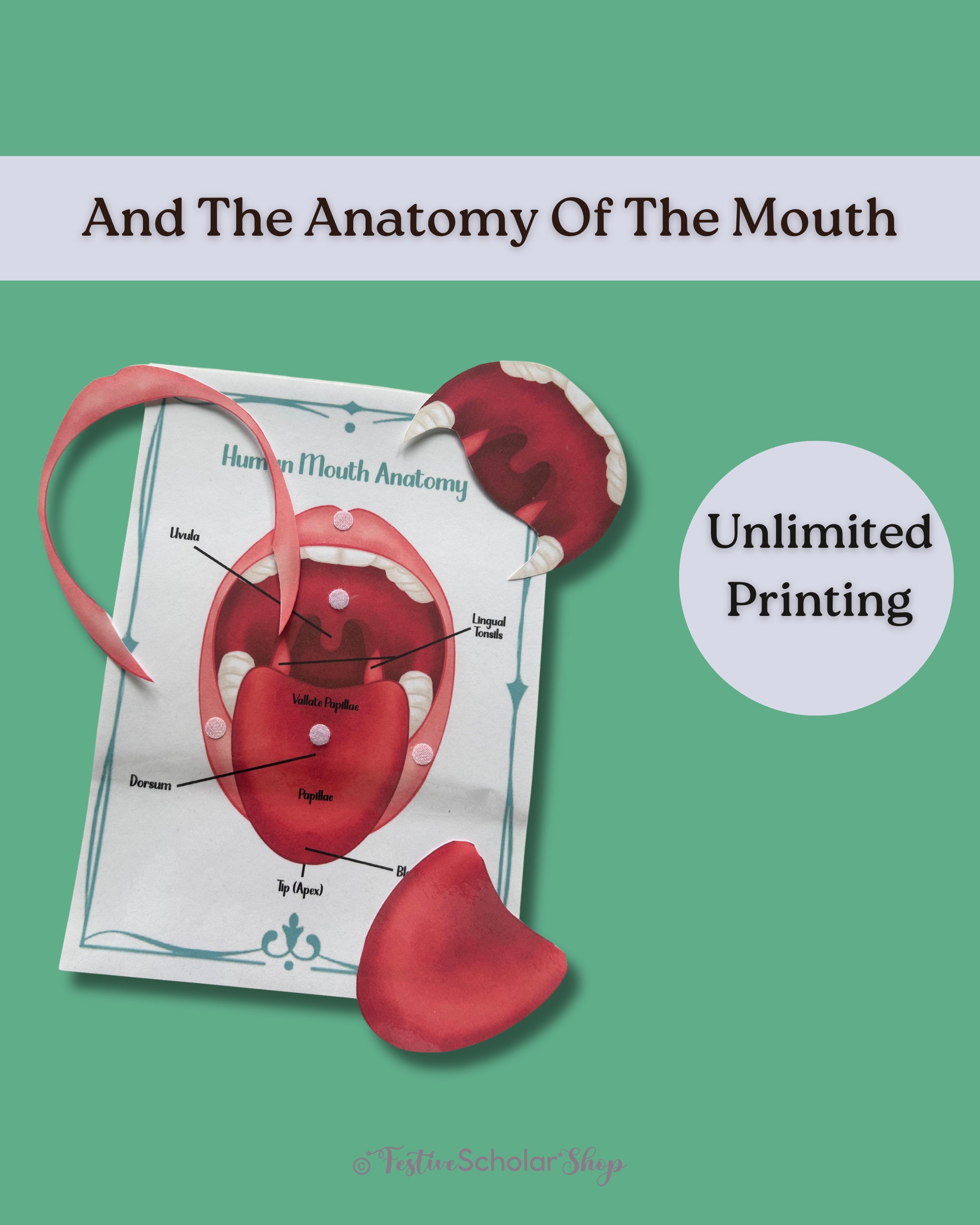 Biology Five Senses Anatomy Bundle Printable Human Anatomy Worksheets ...