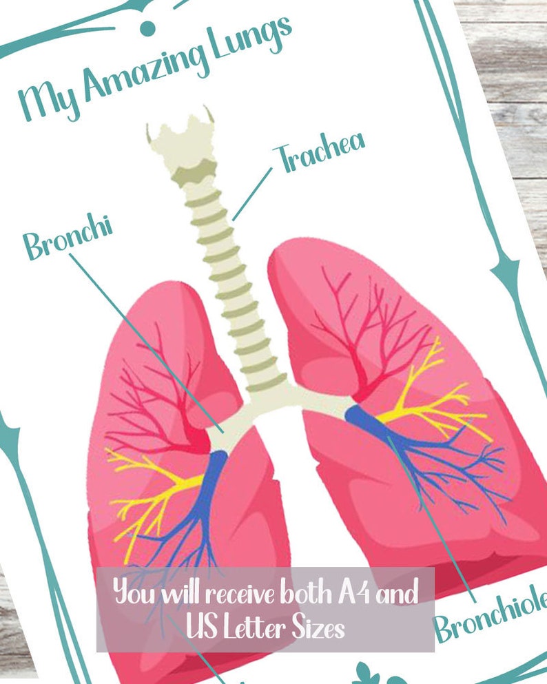 Lungs Anatomy Activity Printable Parts of the Lungs Resources Body ...
