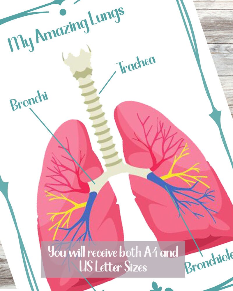 Lungs Anatomy Activity Printable Parts of the Lungs Resources Body ...