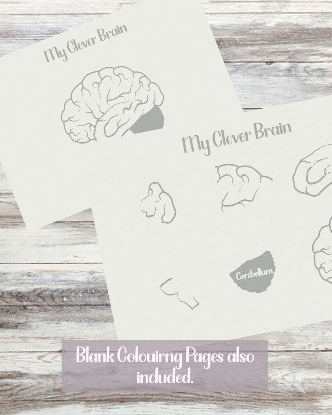Parts of the Brain Printable Worksheet Brain Anatomy Teaching Resource ...