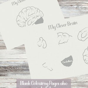 Parts of the Brain Printable Worksheet Brain Anatomy Teaching Resource ...