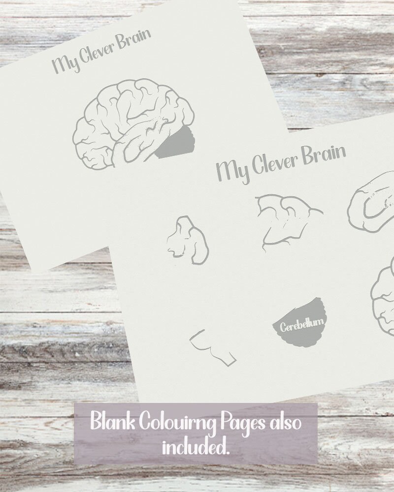 Parts of the Brain Printable Worksheet Brain Anatomy Teaching Resource ...