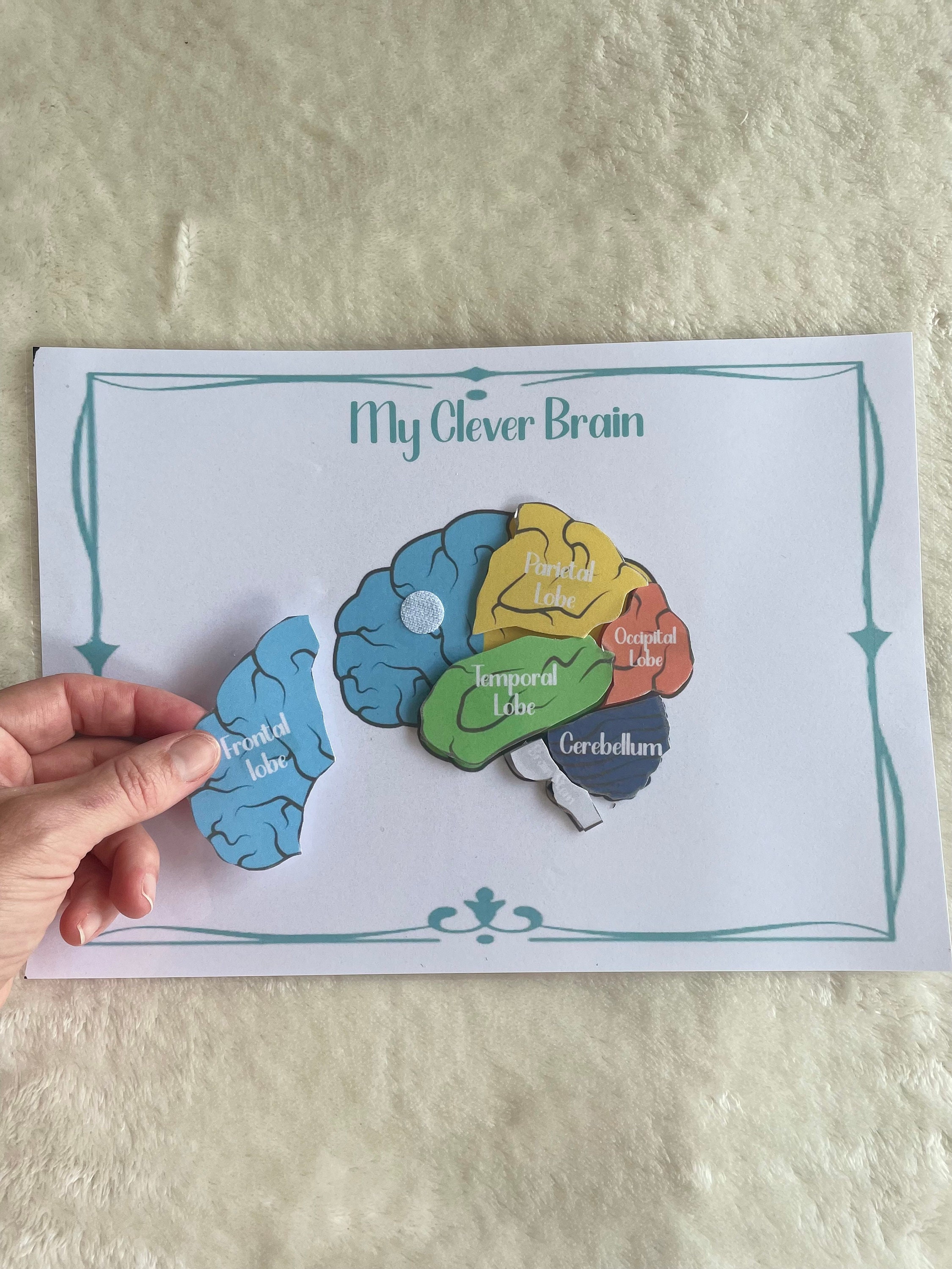 Human Anatomy Printable Bundle Parts of the Body Worksheets Printable ...