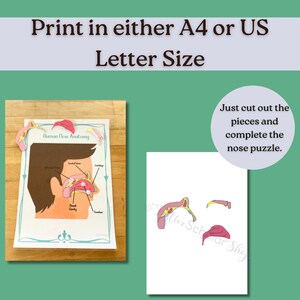 Human Nose Anatomy Activity High School Biology Resource Secondary ...