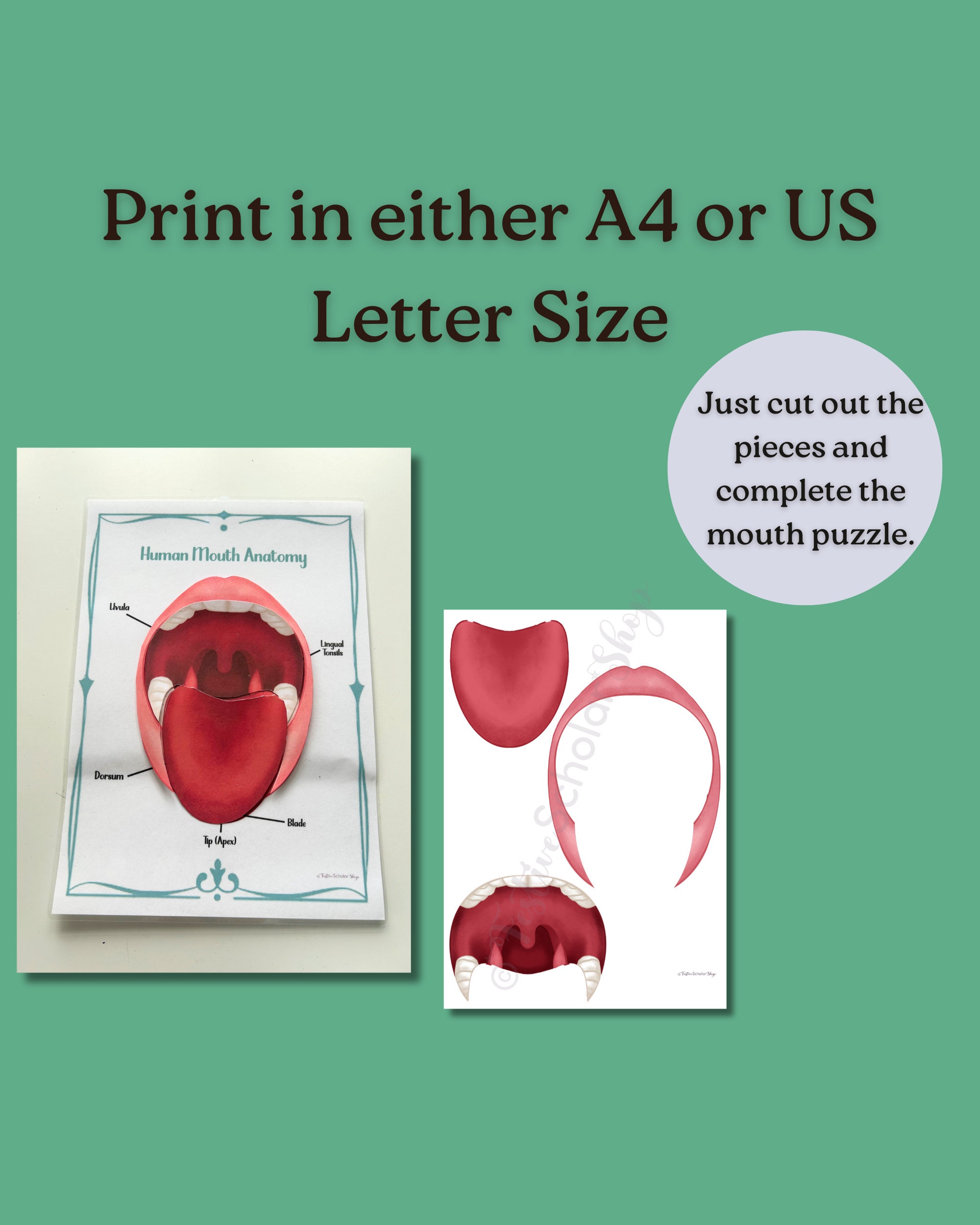 Human Mouth Anatomy Activity High School Biology Resource Secondary ...