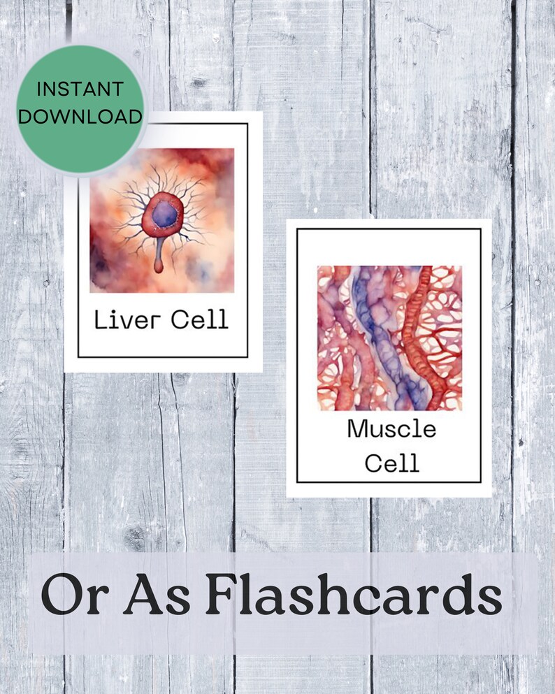 Biology Human Cell Flashcards for Guessing Game Printable Science ...