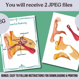 Ear Anatomy Printable Worksheet Anatomy of the Ear Teaching Resource ...